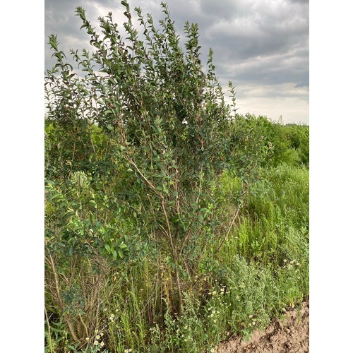 Жимолость татарская Lonicera tatarica купить в Москве по цене от 397р ...